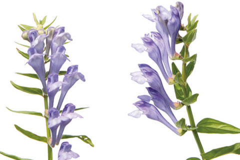 Telomere Force FD – ピュールビオ